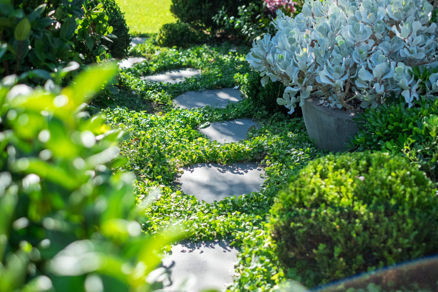 Groundcover plants: adding beauty and function to your garden - Tim ...